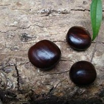 A Straightforward Guide To Cambodia's Bos Angkunh | IntoCambodia.org