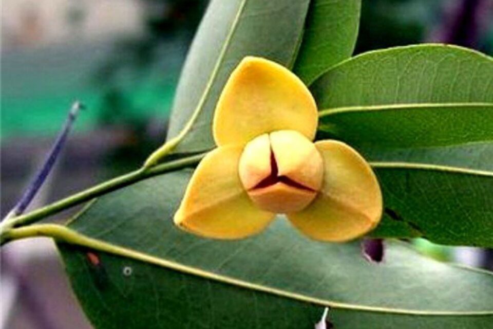 Tror Yorng (Giant Ibis): The National Bird of Cambodia - IntoCambodia.org